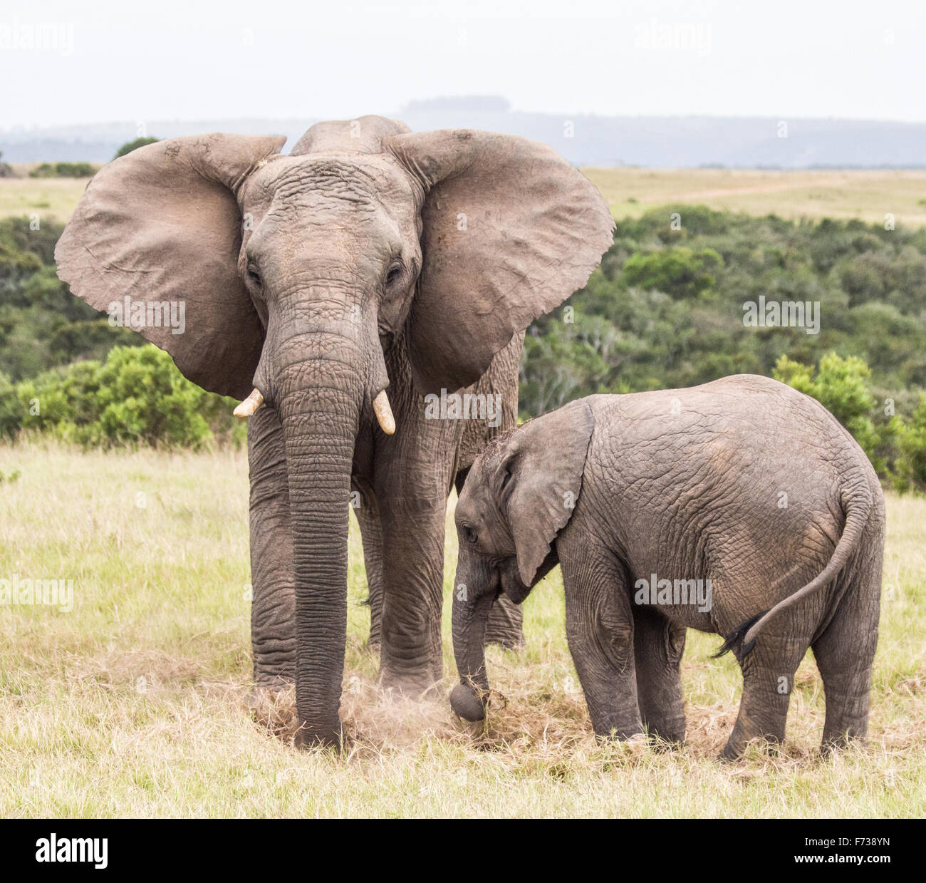 Elephants plain hi-res stock photography and images - Alamy