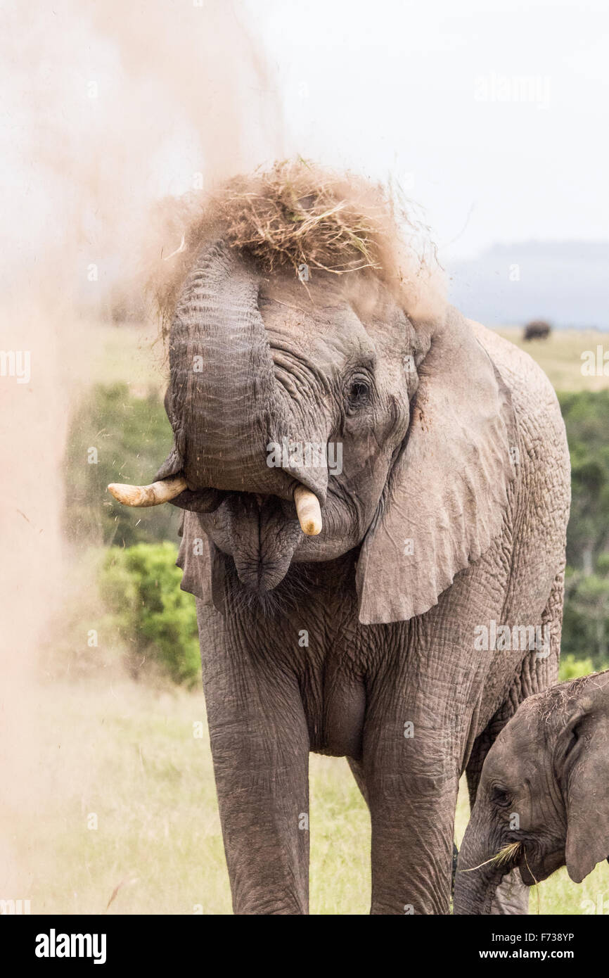 Elephants plain hi-res stock photography and images - Alamy