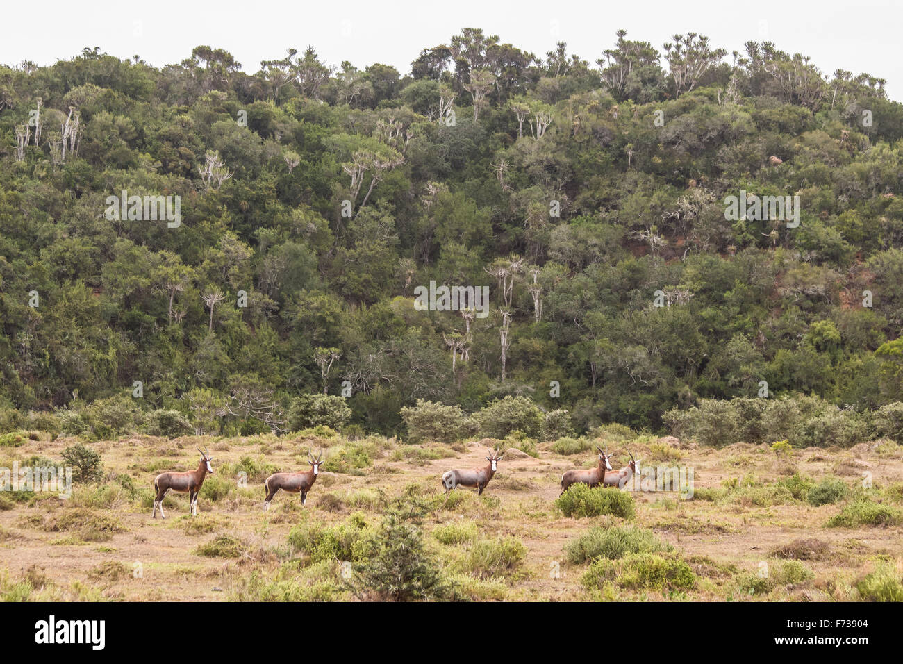 Belsbok hi-res stock photography and images - Alamy