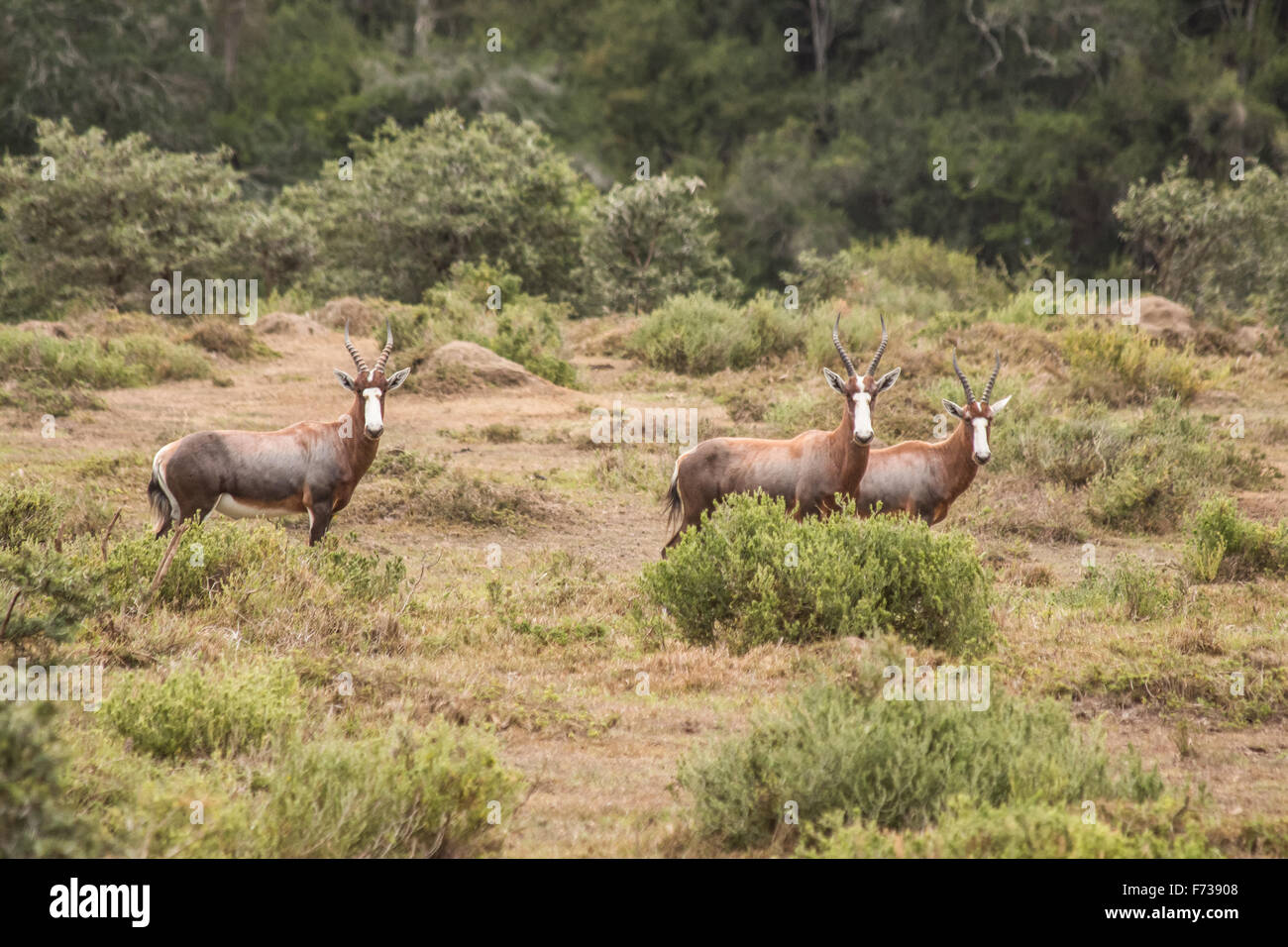 Belsbok hi-res stock photography and images - Alamy