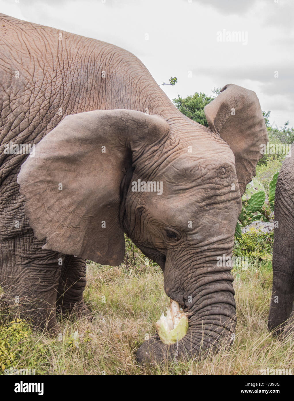 Elephant eat hi-res stock photography and images - Alamy