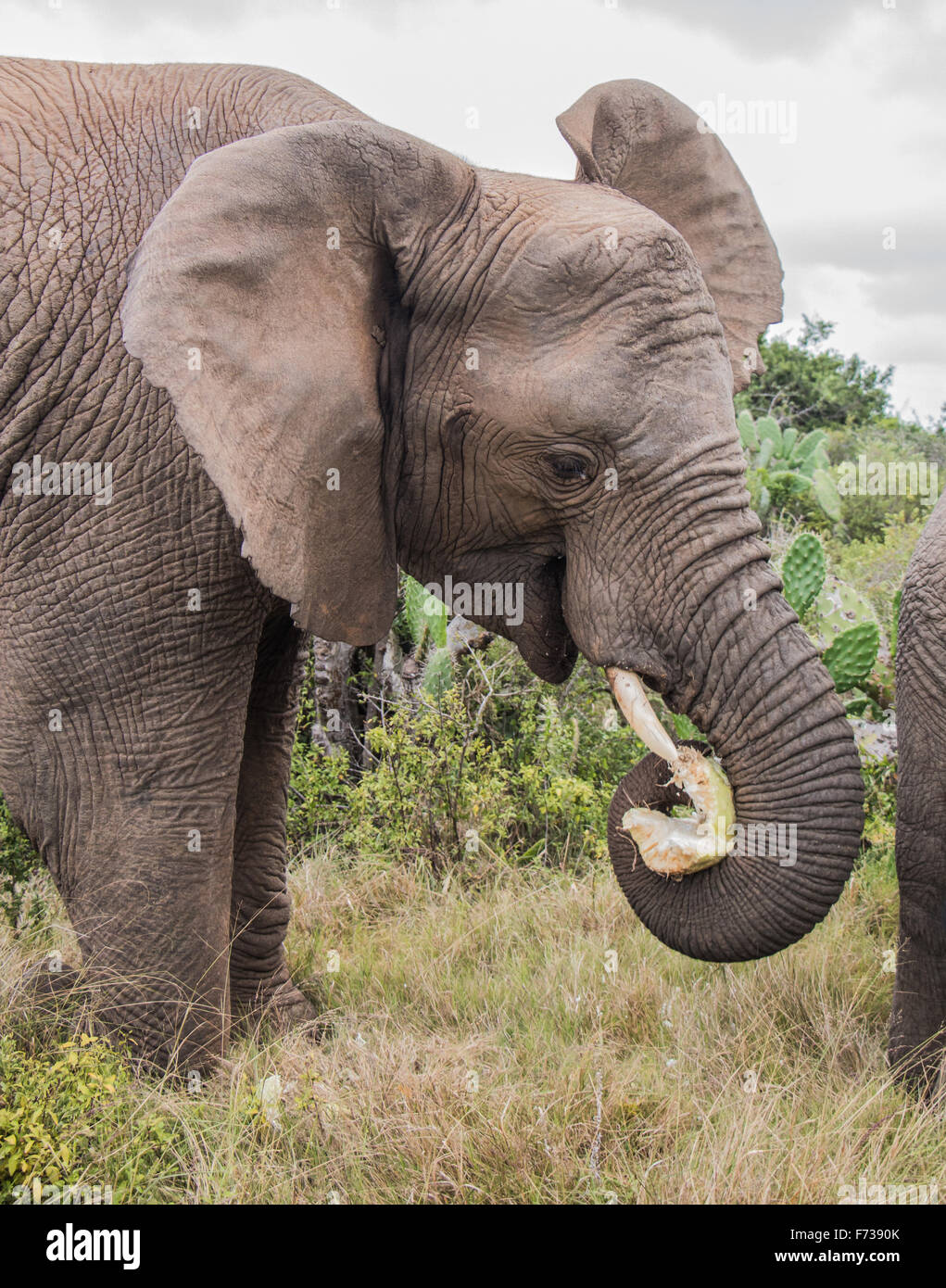 Trunk tusk tusks hi-res stock photography and images - Alamy