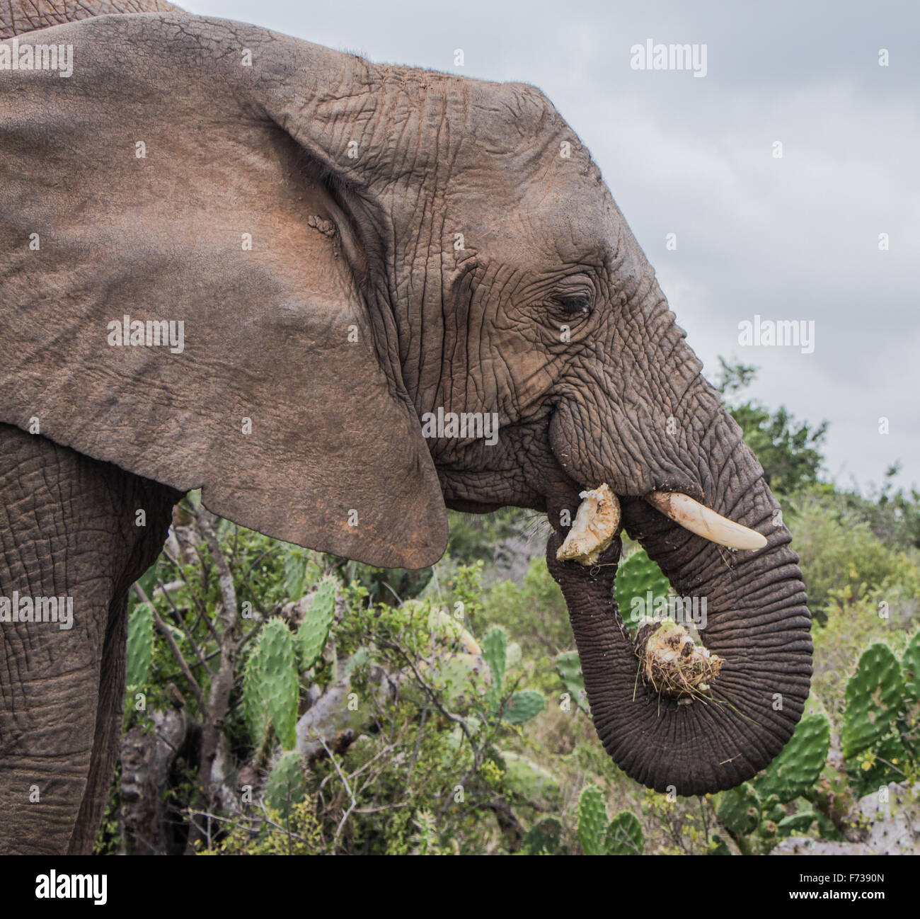 Trunk tusk tusks hi-res stock photography and images - Alamy