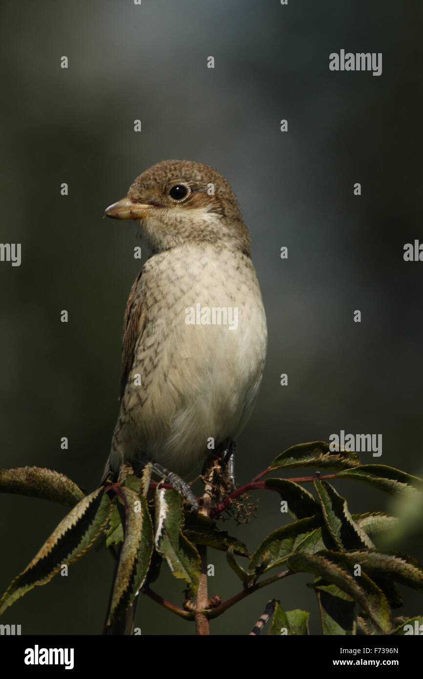bird on a twig in high zoom Stock Photo - Alamy
