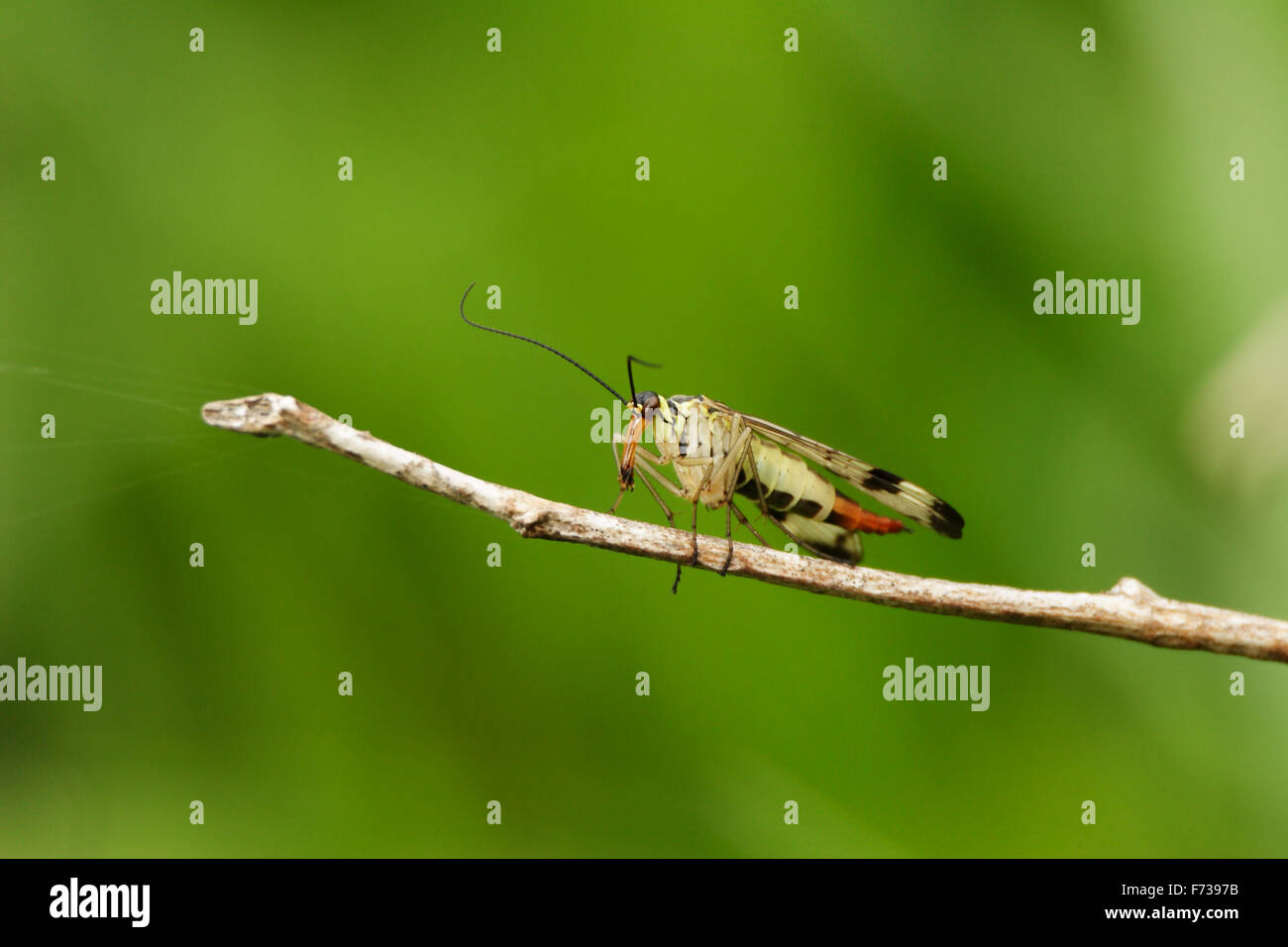 Popillia japonica tree hi-res stock photography and images - Alamy