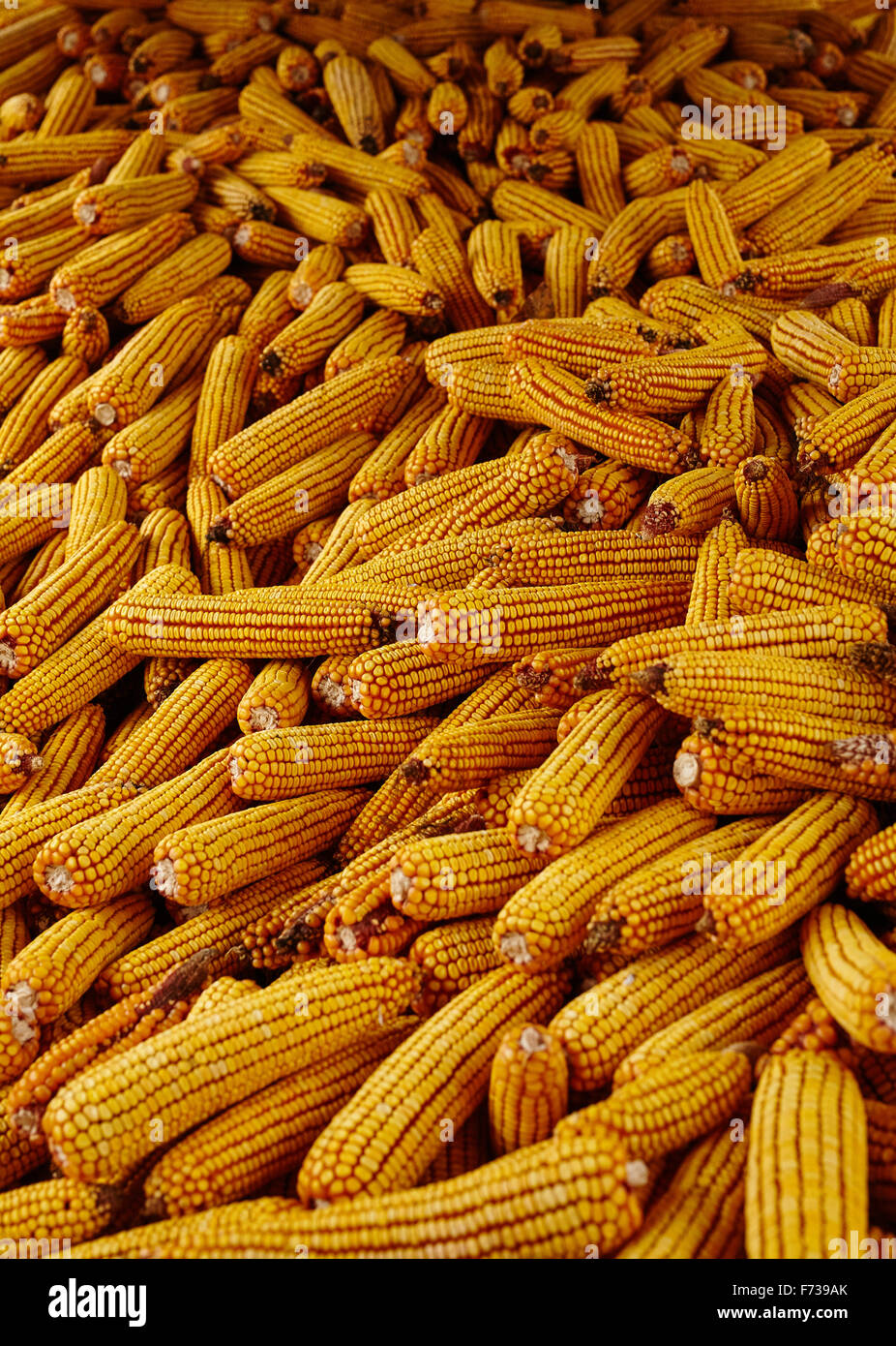 Pile of yellow ripe corn cobs in a barn Stock Photo - Alamy