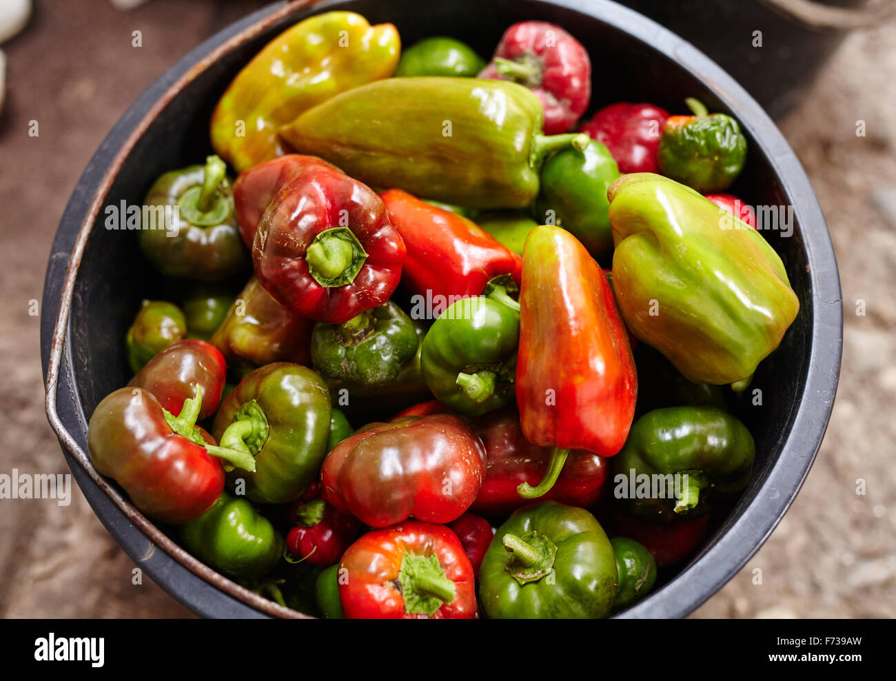 A bucket full of colorful peppers freshly picked from the garden Stock ...