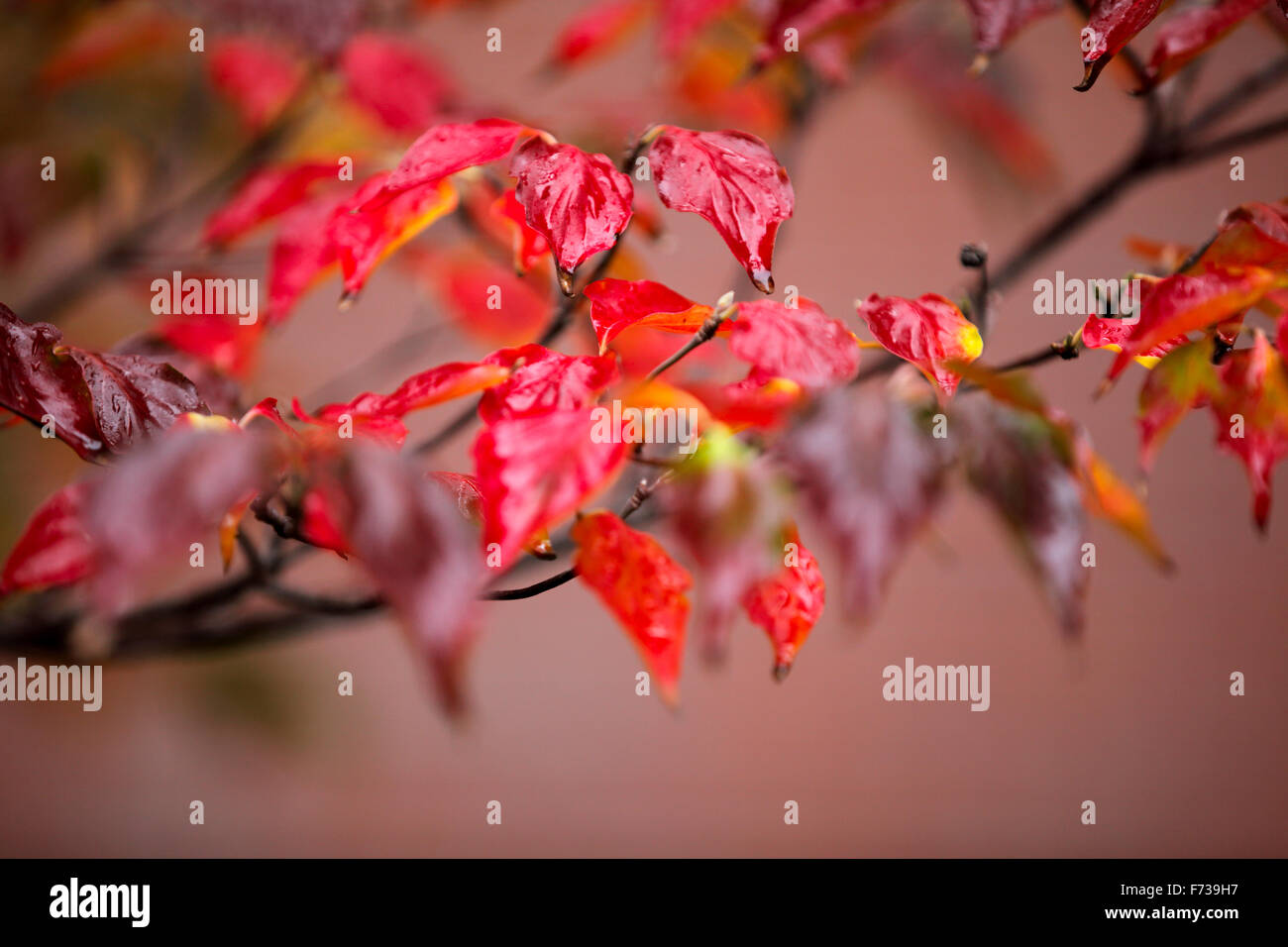 Red autumn leaves Stock Photo - Alamy