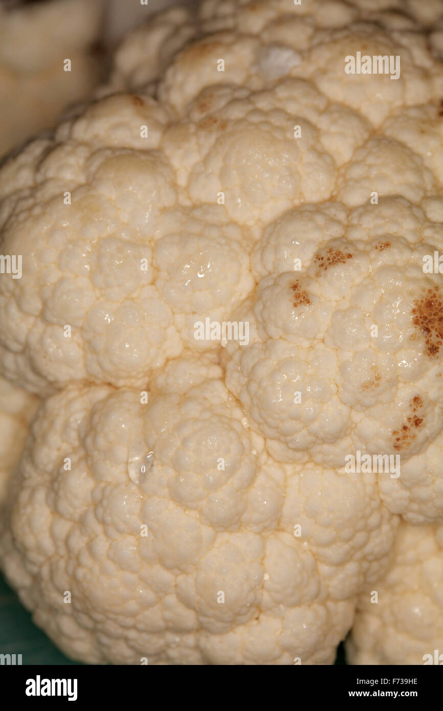 Cauliflower, with one area of brown fungal damage on the right side ...