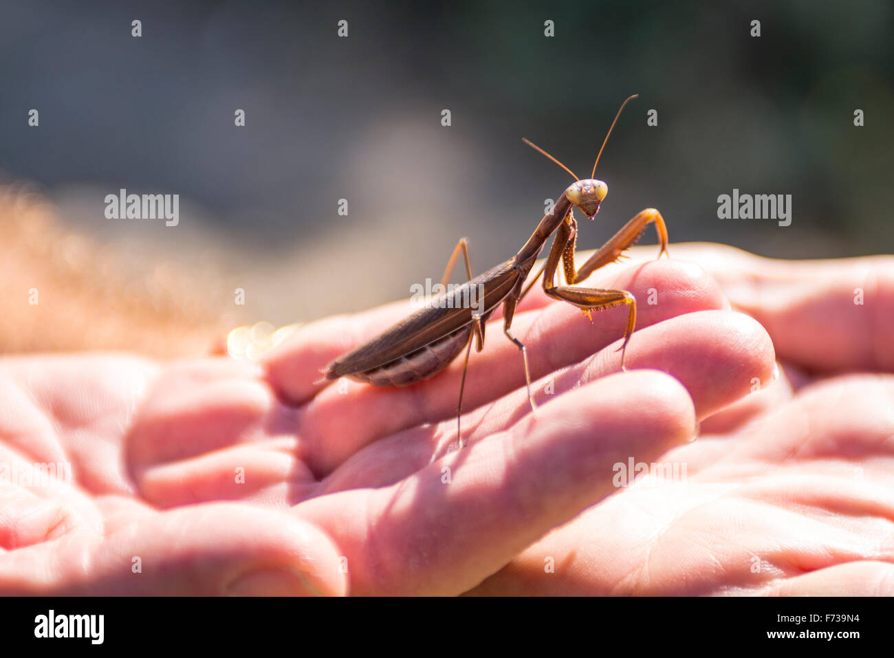 A large brown praying mantis sitting on someone's hand Stock Photo - Alamy