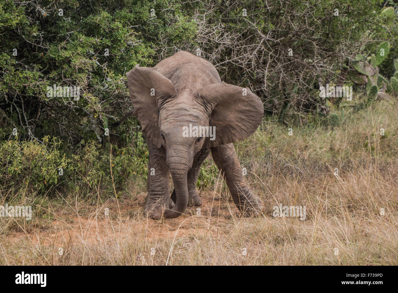 African forest elephant calf hi-res stock photography and images - Alamy