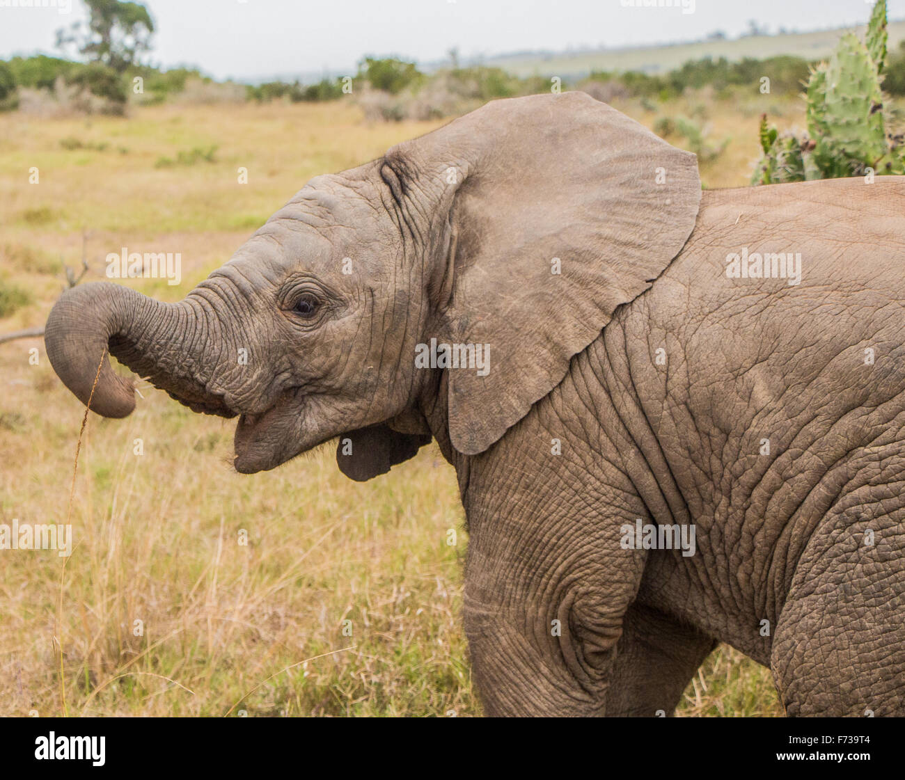 African forest elephant calf hi-res stock photography and images - Alamy