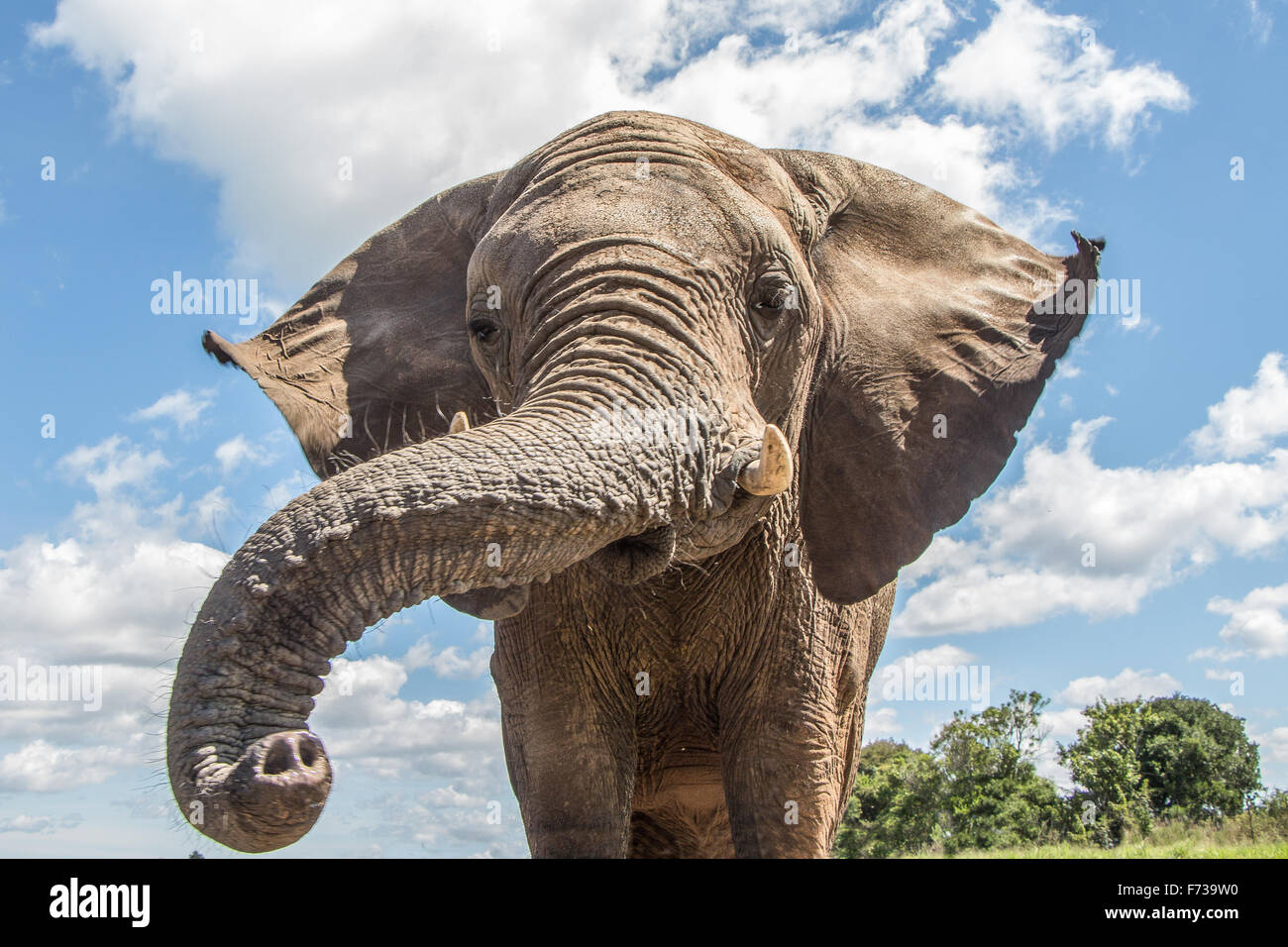 Elephant towering above Stock Photo - Alamy