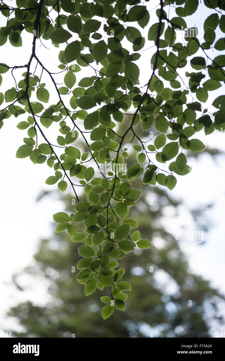 Tree new leaves on hi-res stock photography and images - Alamy