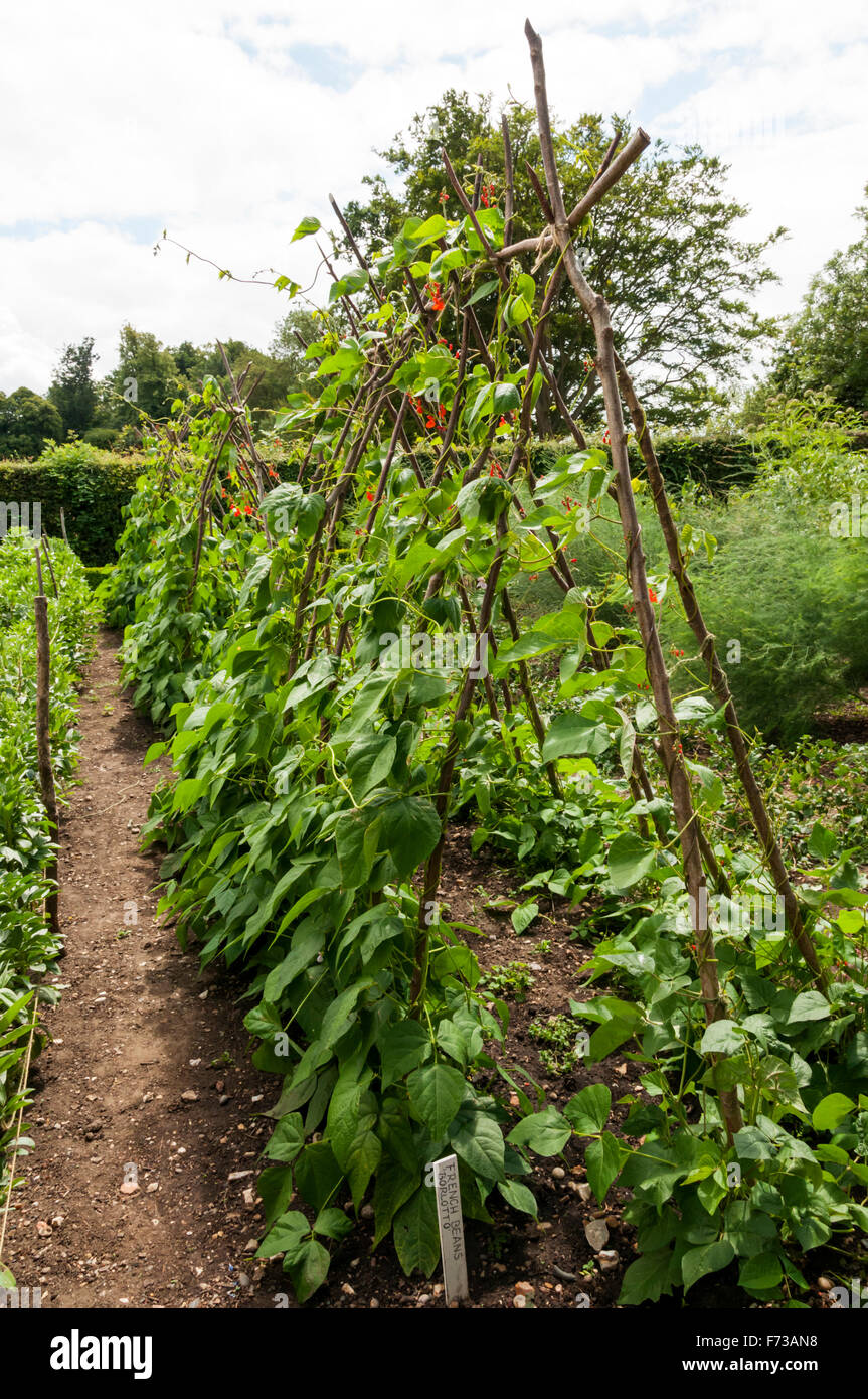 Climbing French Beans, Borlotto Stock Photo - Alamy