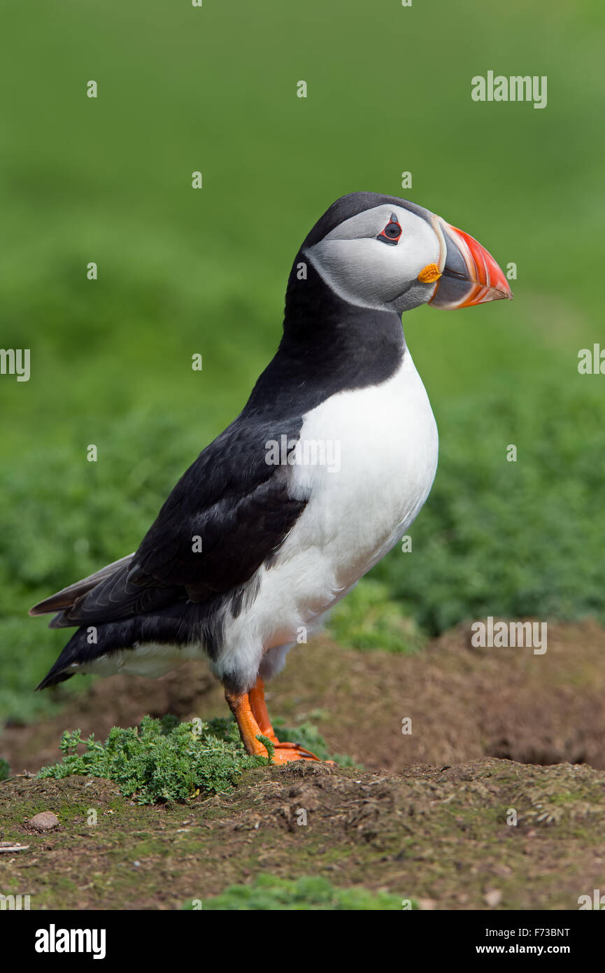 Arctica alca hi-res stock photography and images - Alamy