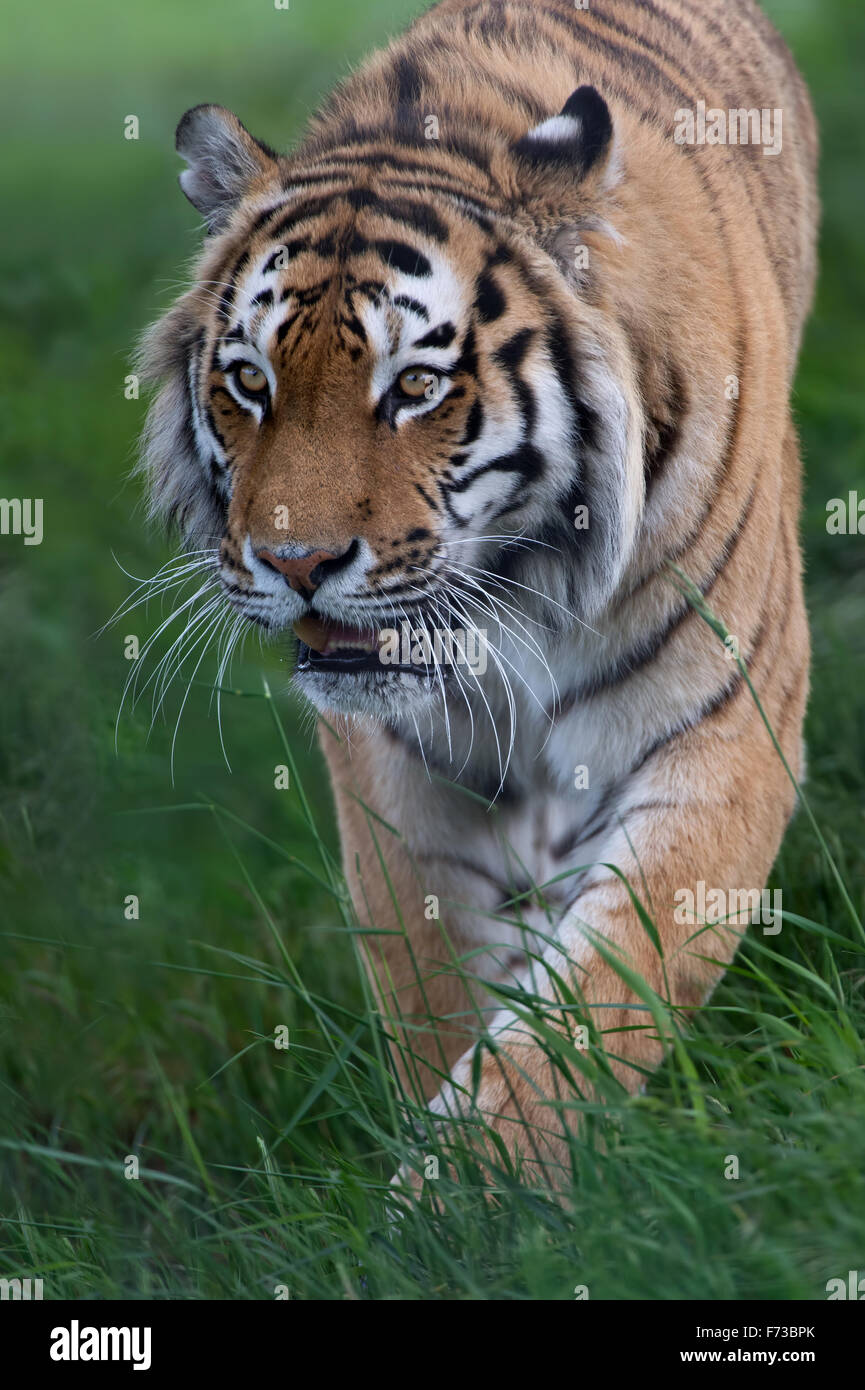 Siberian Tiger (Panthera Tigris Altaica Stock Photo - Alamy