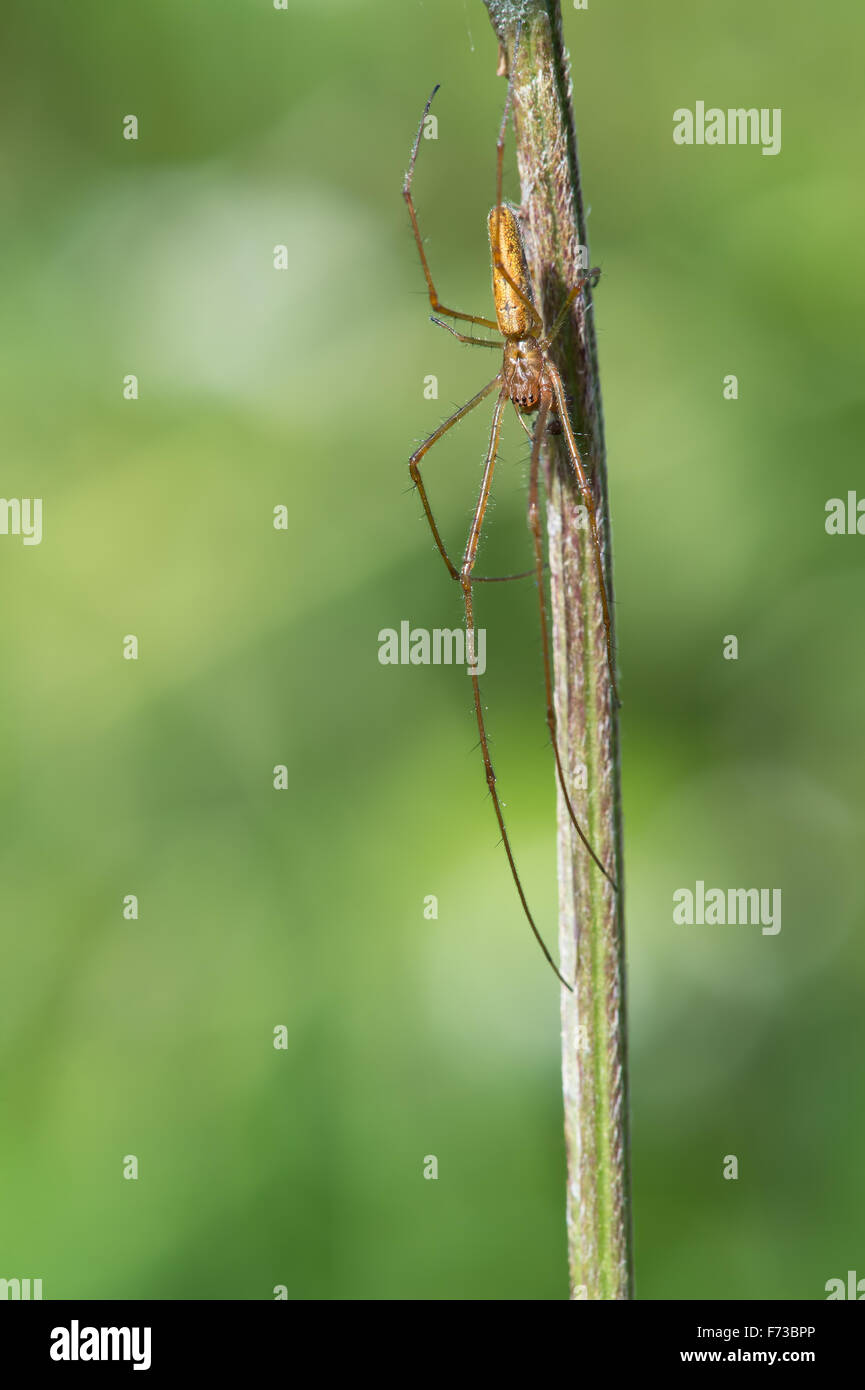 Long Jawed Spider (Tetragnatha Extensa Stock Photo - Alamy