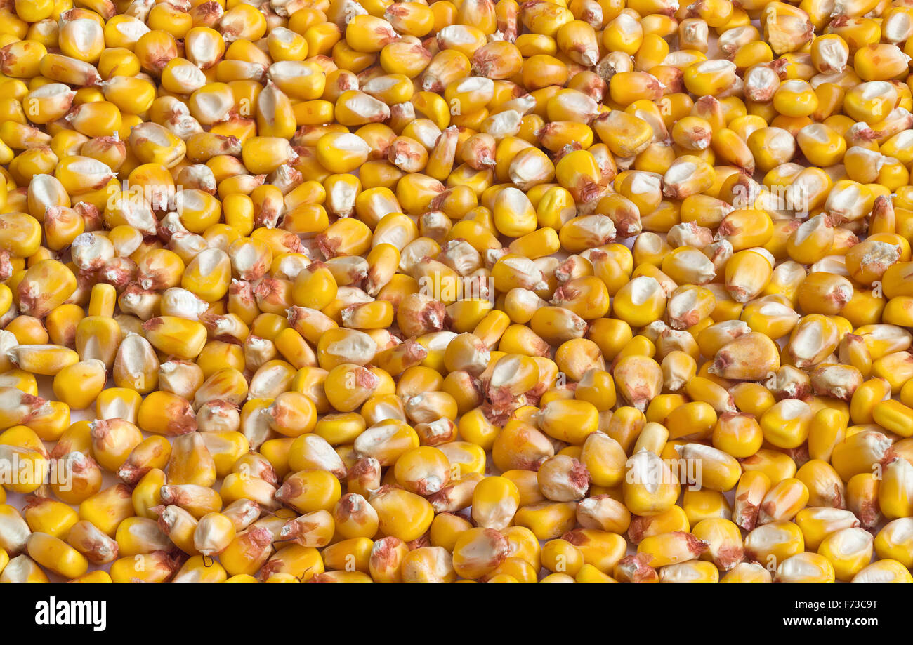 Corn , food background Stock Photo - Alamy