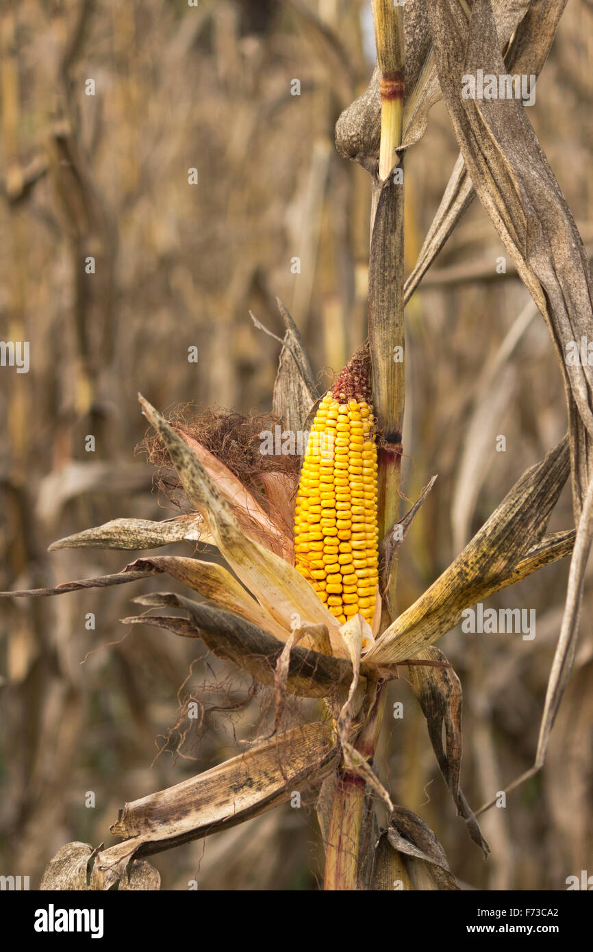 Dry corn stalk hi-res stock photography and images - Alamy