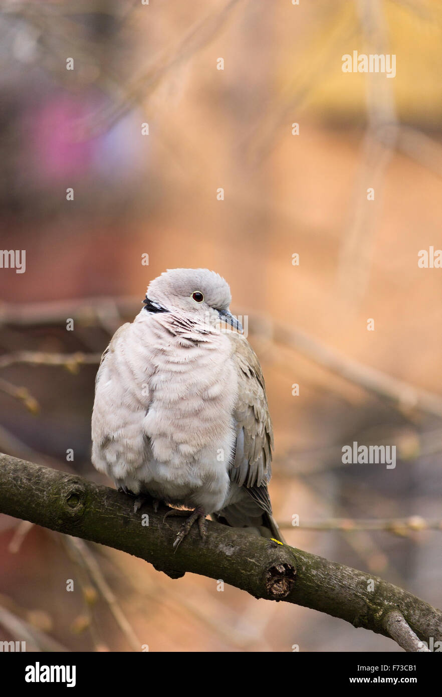 Doves in a tree hi-res stock photography and images - Alamy