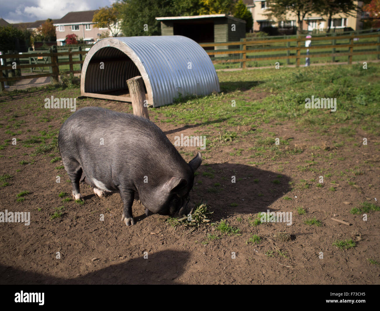 Pig in a farm Stock Photo - Alamy