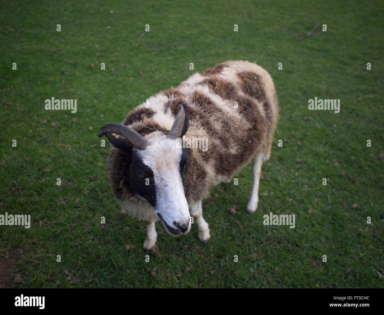 Stonebridge farm nottingham hi-res stock photography and images - Alamy