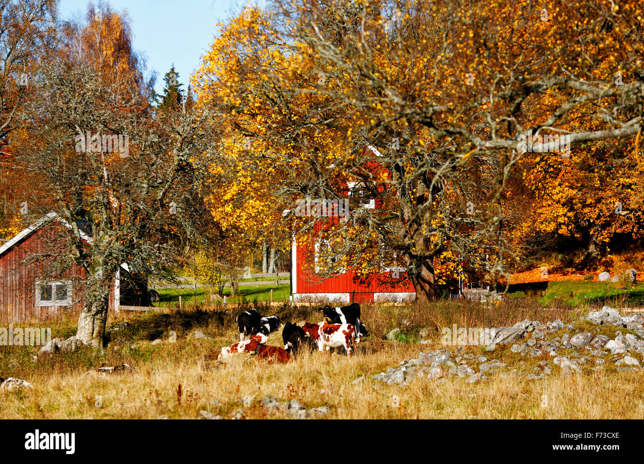 Old cattle farm hi-res stock photography and images - Alamy