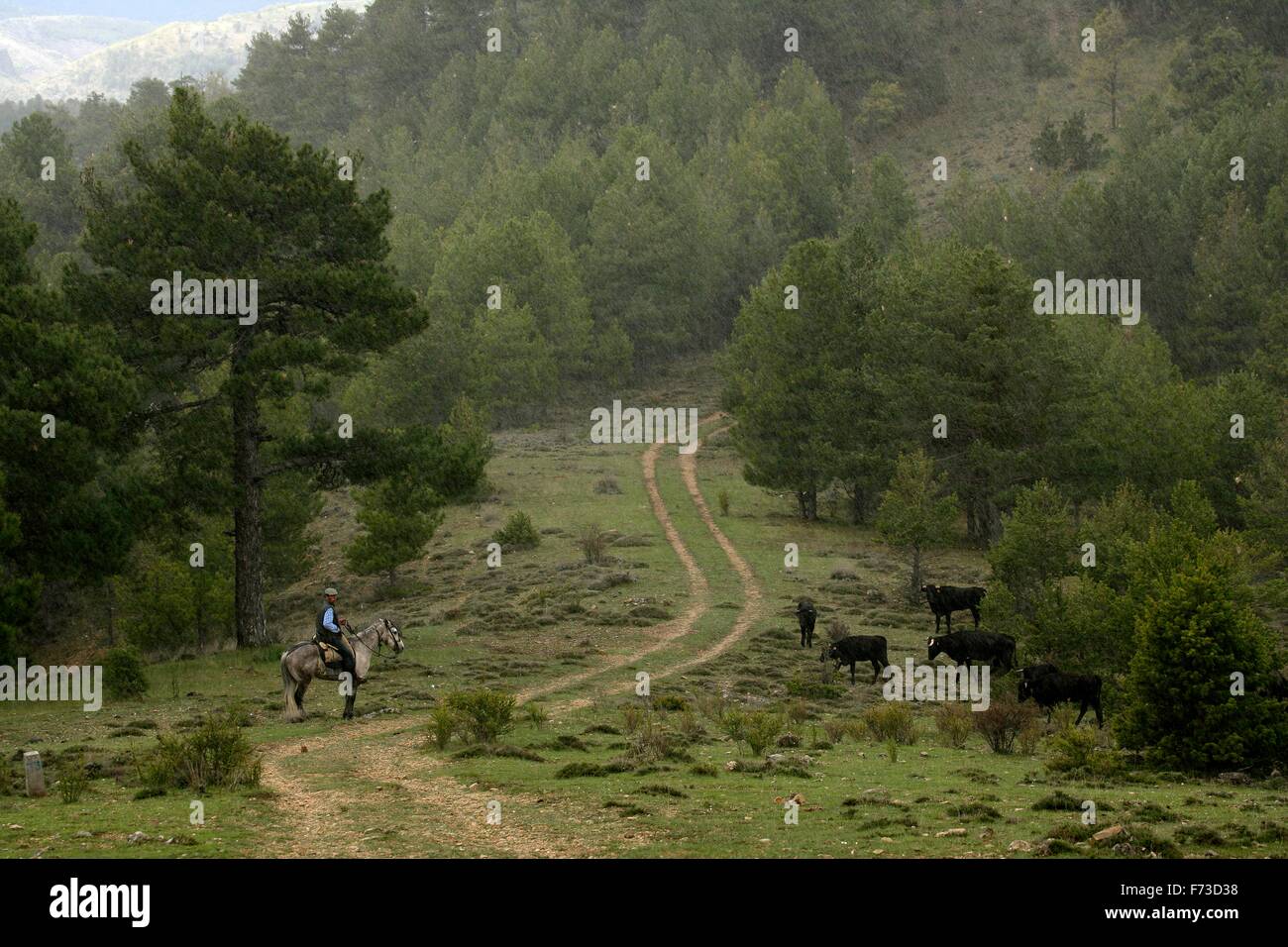 Cowboy performing transhumance with bravas cows in the Iberian ...