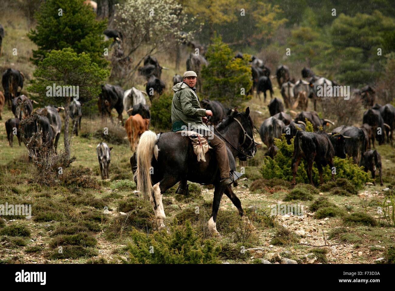 Cowboy performing transhumance with bravas cows in the Iberian ...