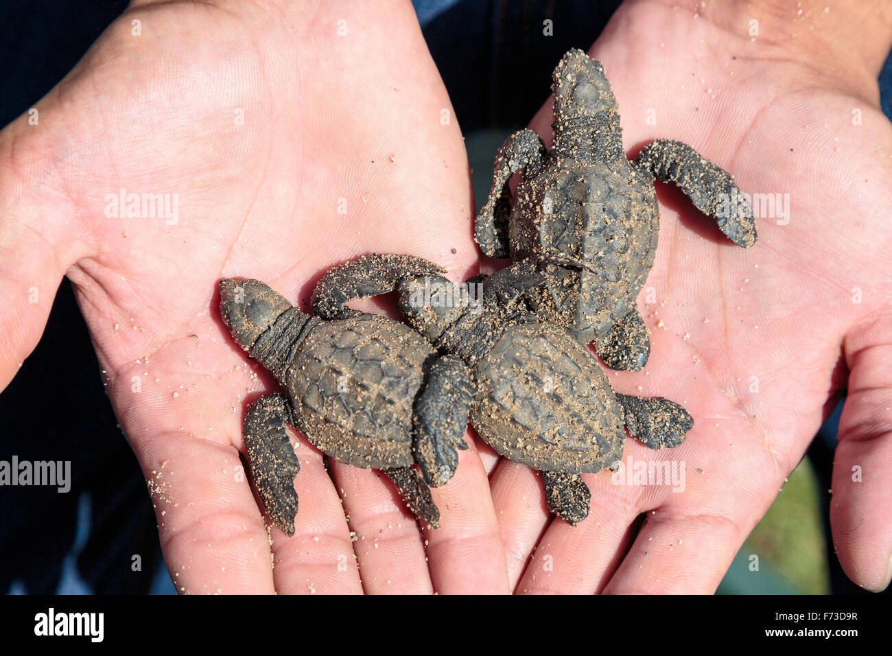 Two day old turtle hatchlings, Olive Ridley sea turtles, (Lepidochelys ...