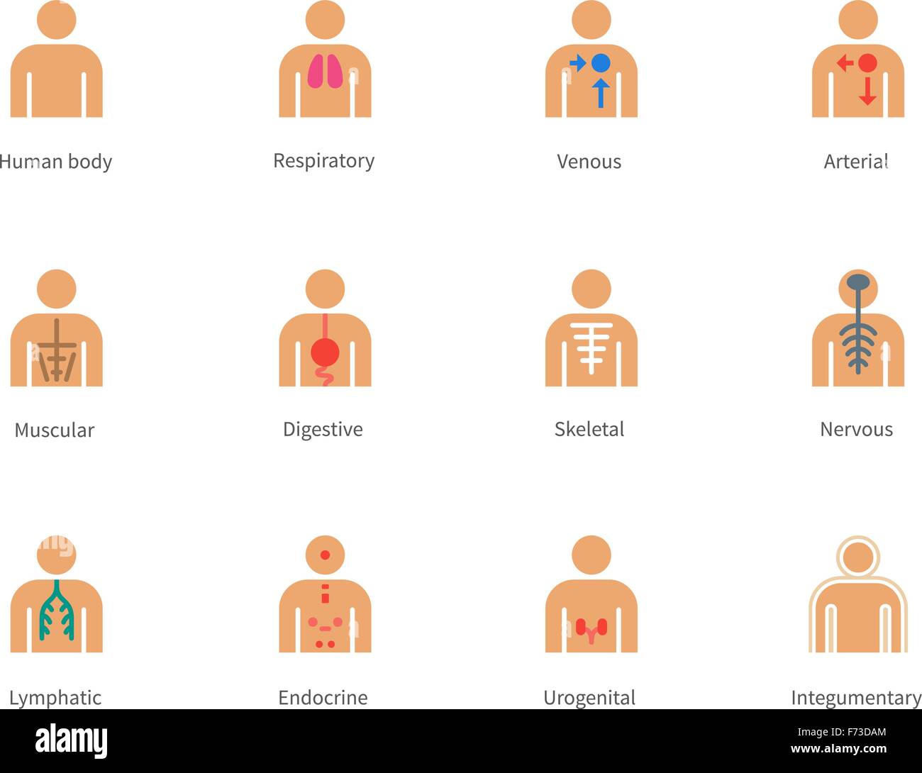 Human integumentary system hi-res stock photography and images - Alamy