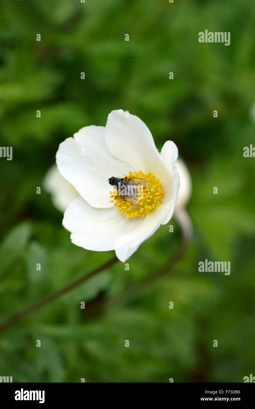 Fly in anemones Stock Photo - Alamy