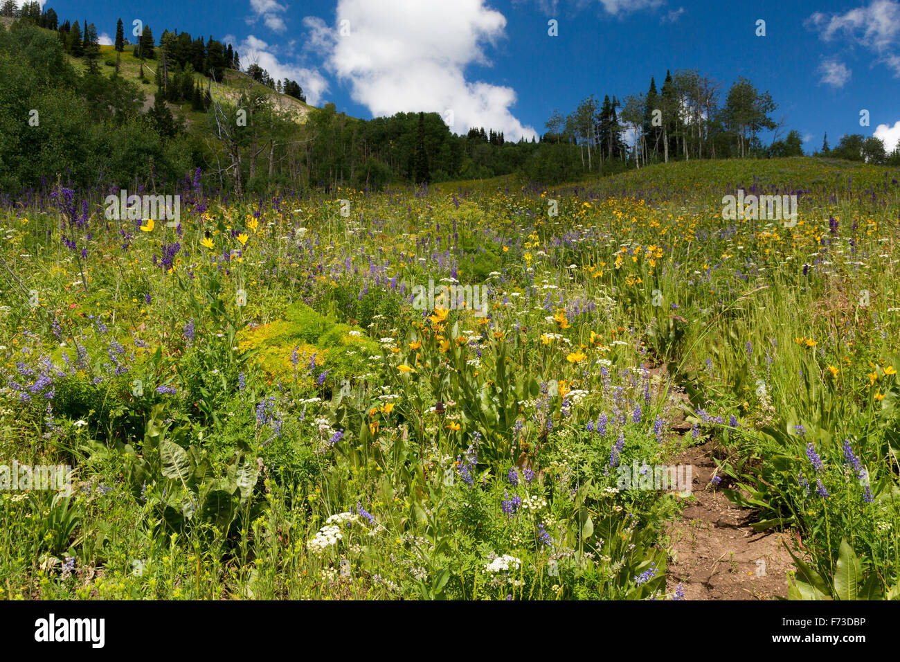 A hiking trail ascending through a mountain meadow of wildflowers, Gros ...