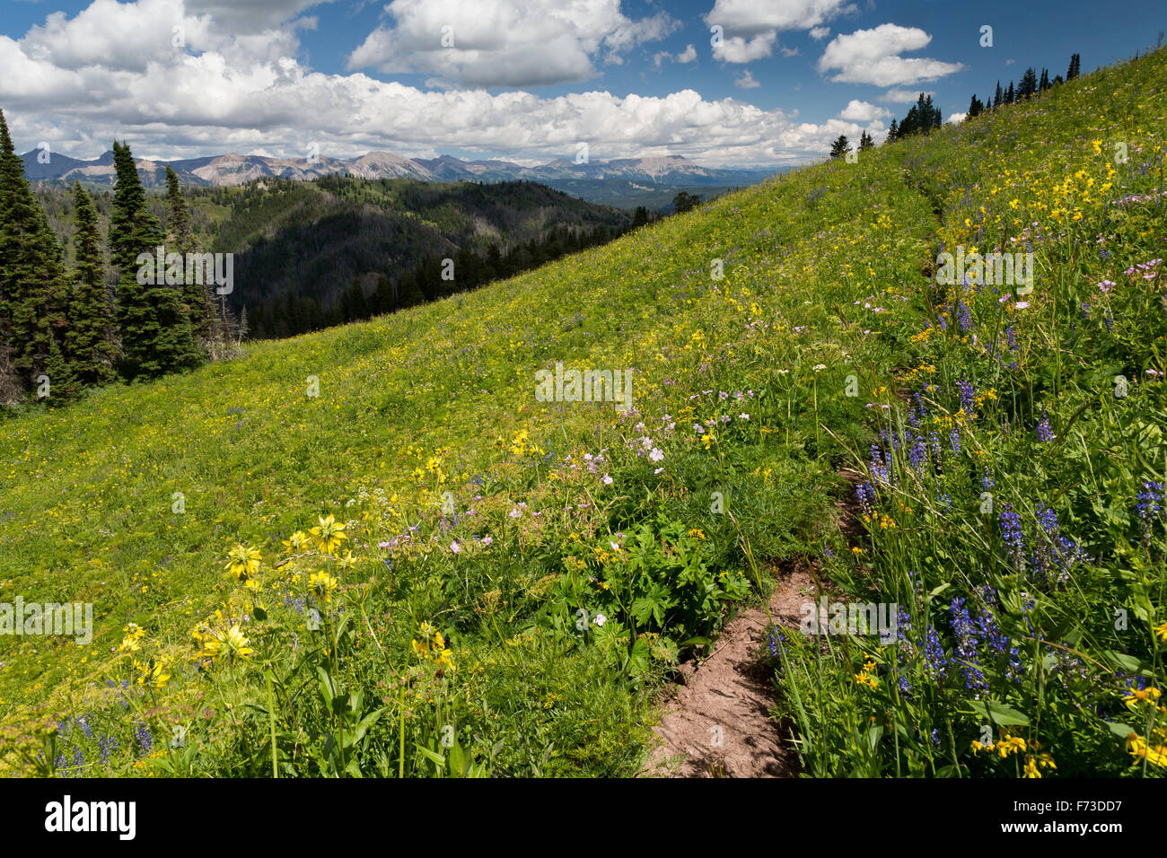 A hiking trail ascending through a mountain meadow of wildflowers, Gros ...