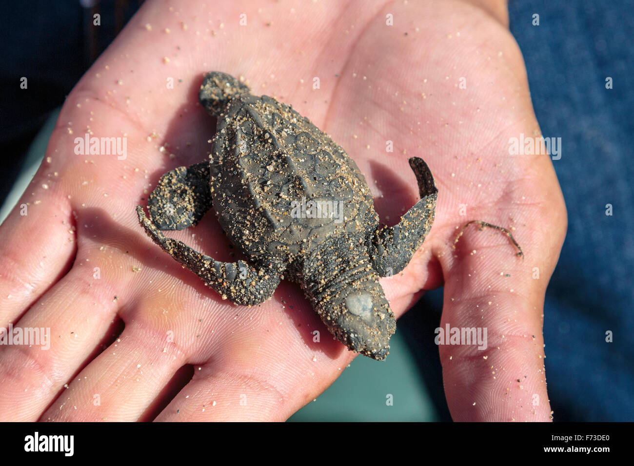 Olive ridley sea turtle hi-res stock photography and images - Alamy