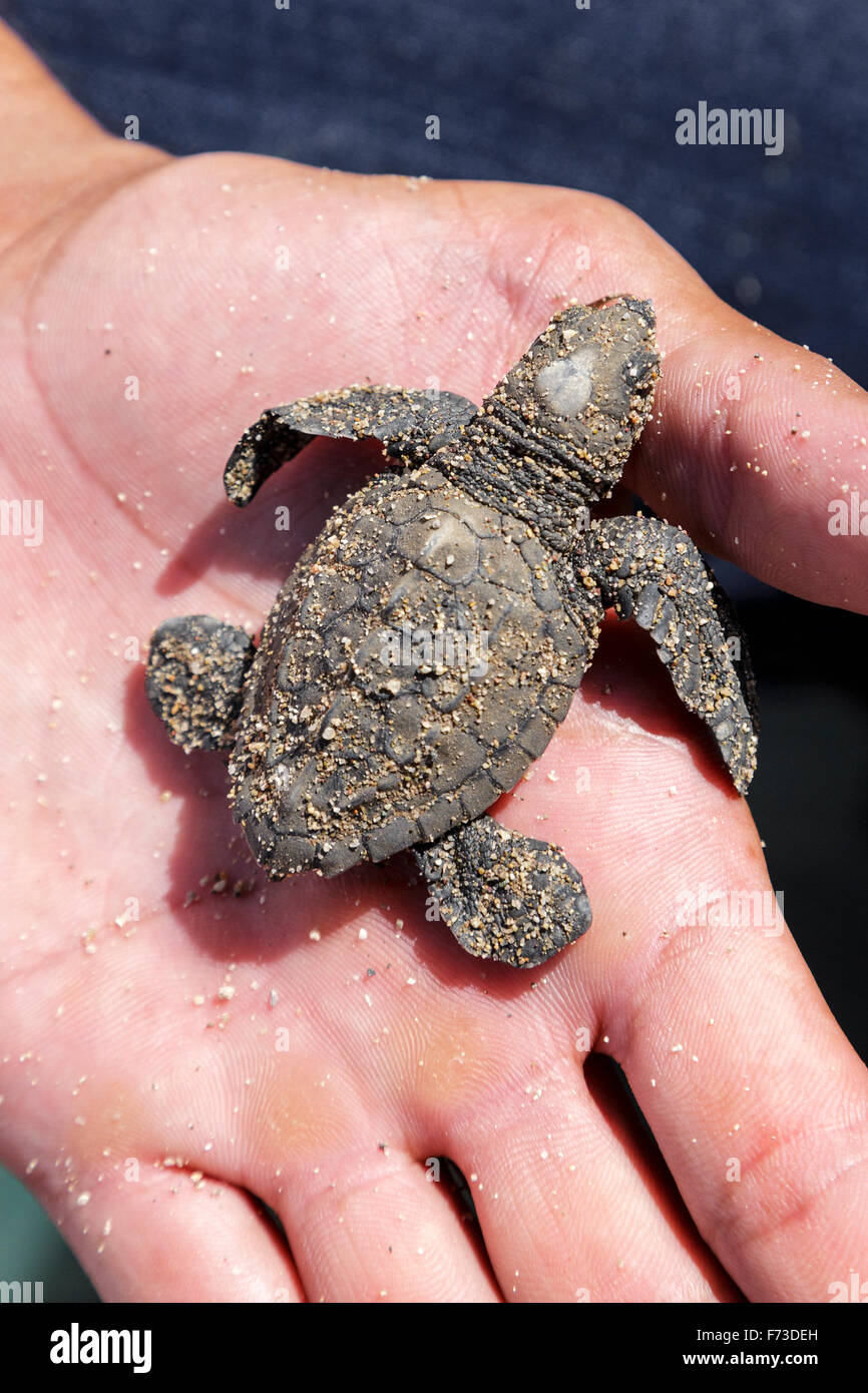 Two day old Olive Ridley sea turtle hatchling held in the hand of a ...