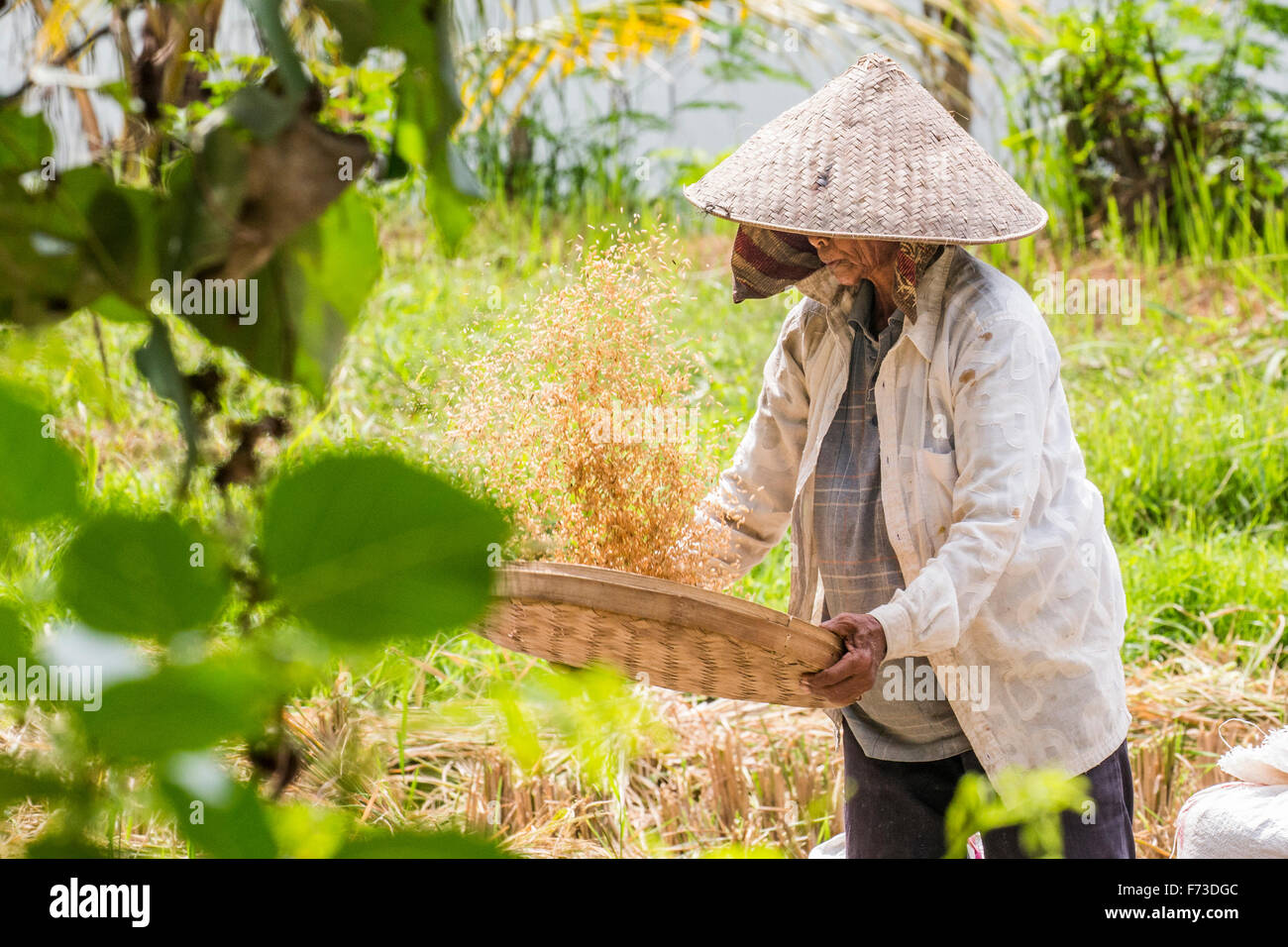 Female worker sifting rice in the fields of Ubud, Bali, Indonesia Stock ...