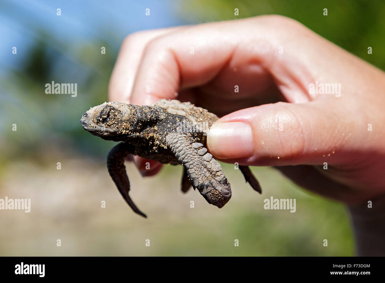 Two day old Olive Ridley sea turtle hatchling held in the hand of a ...