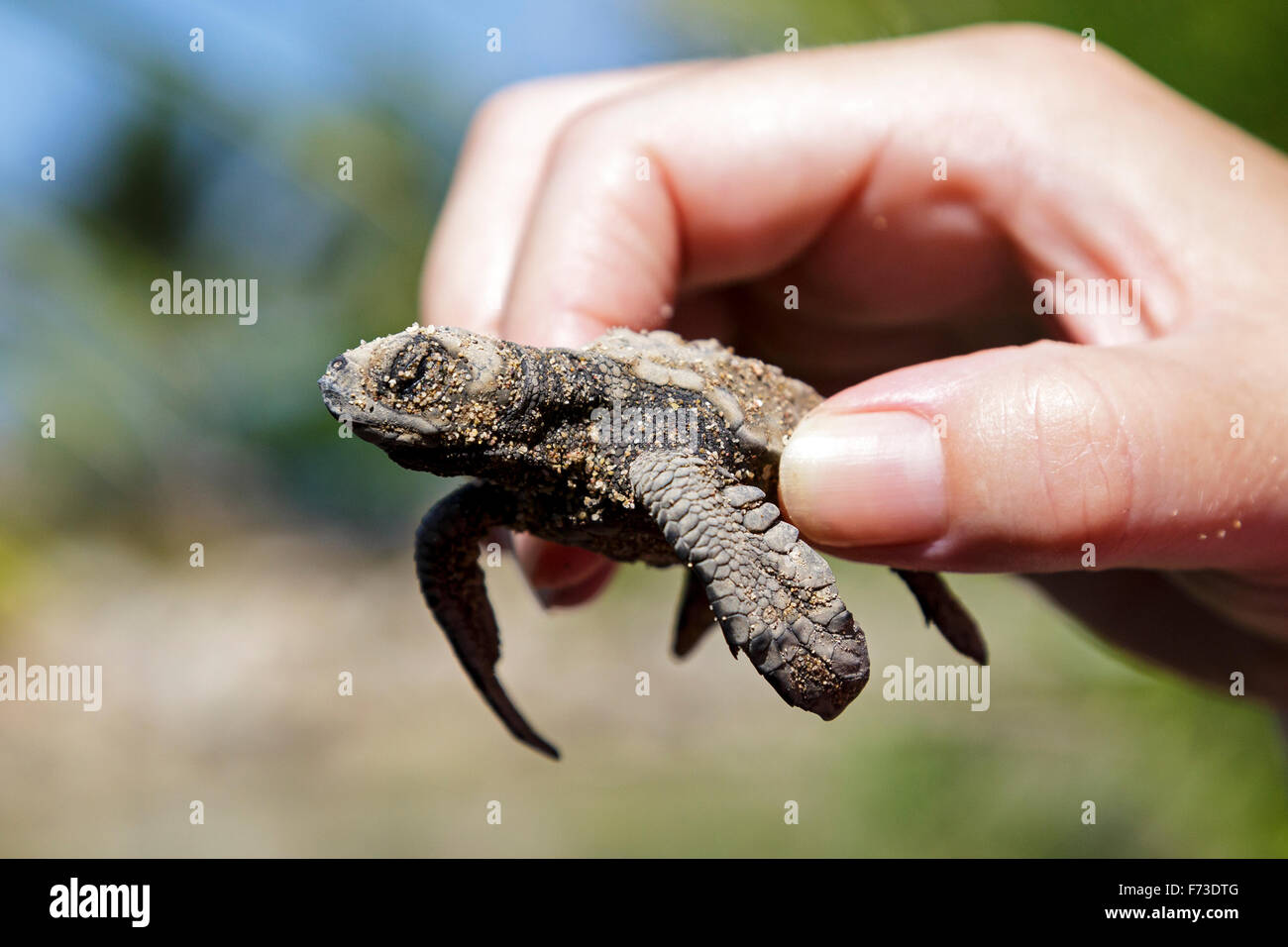 Olive ridley sea turtle hi-res stock photography and images - Alamy