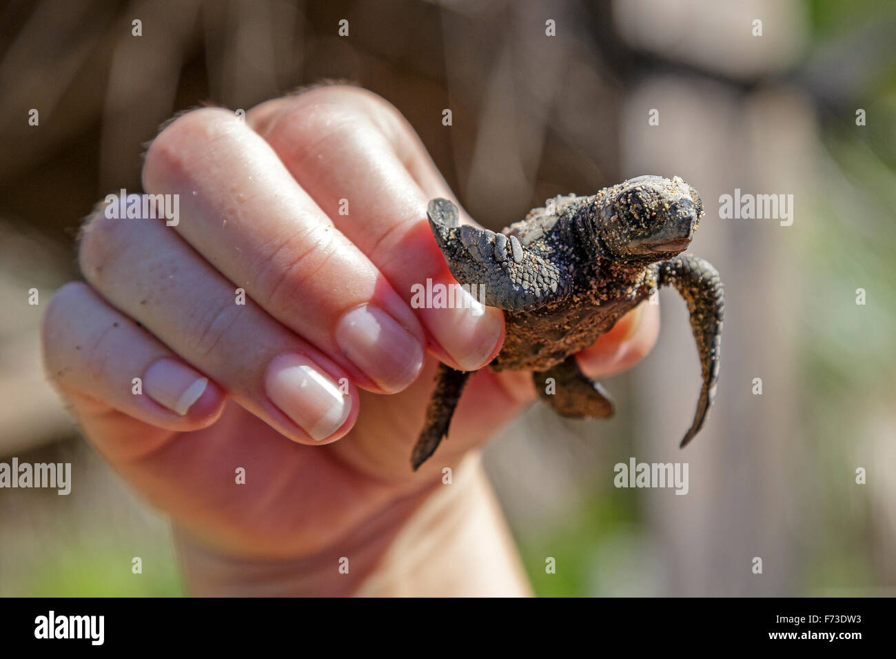 Three day old turtle hatchlings, Olive Ridley sea turtles ...