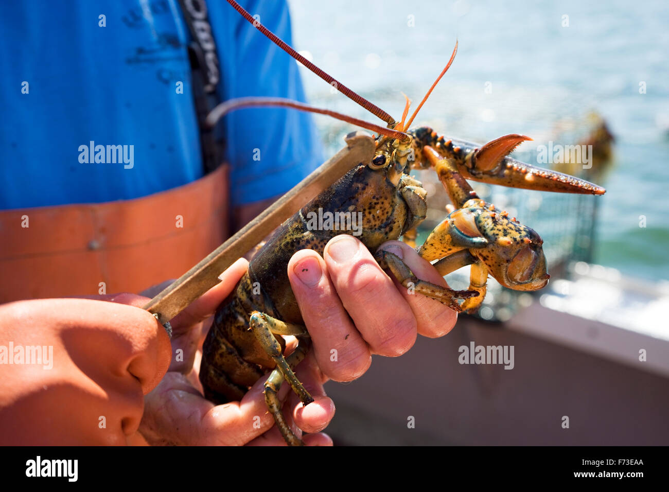 Measuring a lobster Stock Photo - Alamy