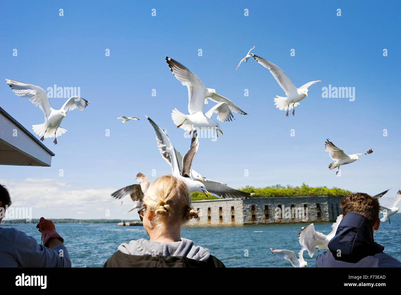 Birds swarming person hi-res stock photography and images - Alamy