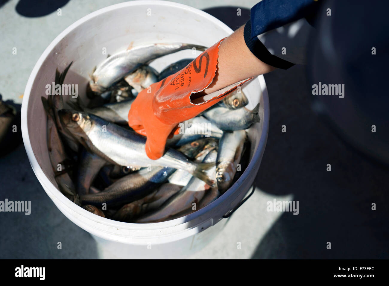 Fish for bait Stock Photo - Alamy
