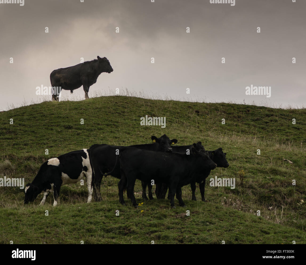 Bull standing over his herd of cows on farmland Stock Photo - Alamy