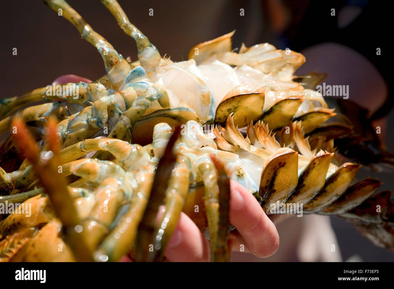 Man with lobsters hi-res stock photography and images - Alamy