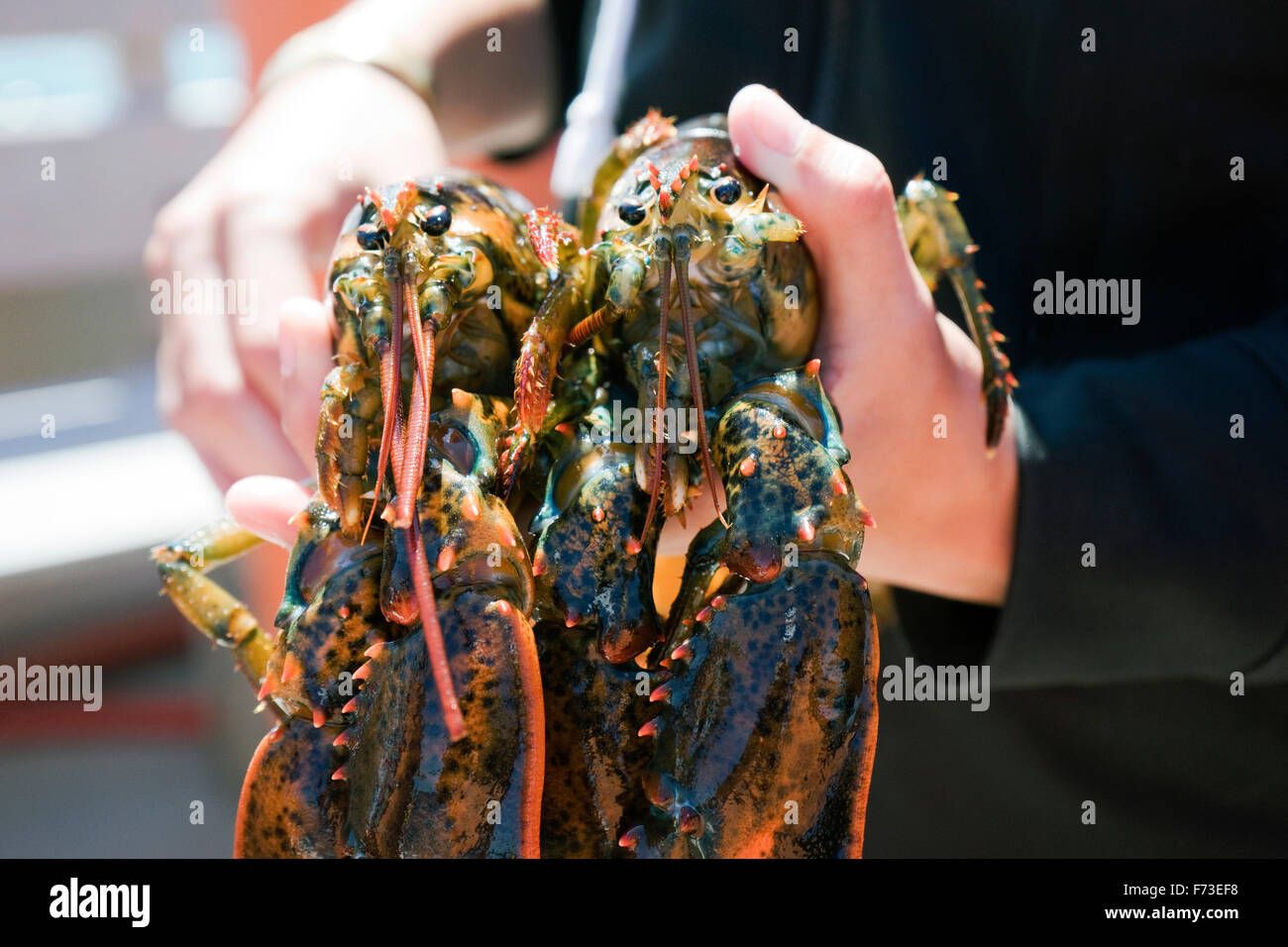 A couple of lobsters Stock Photo - Alamy