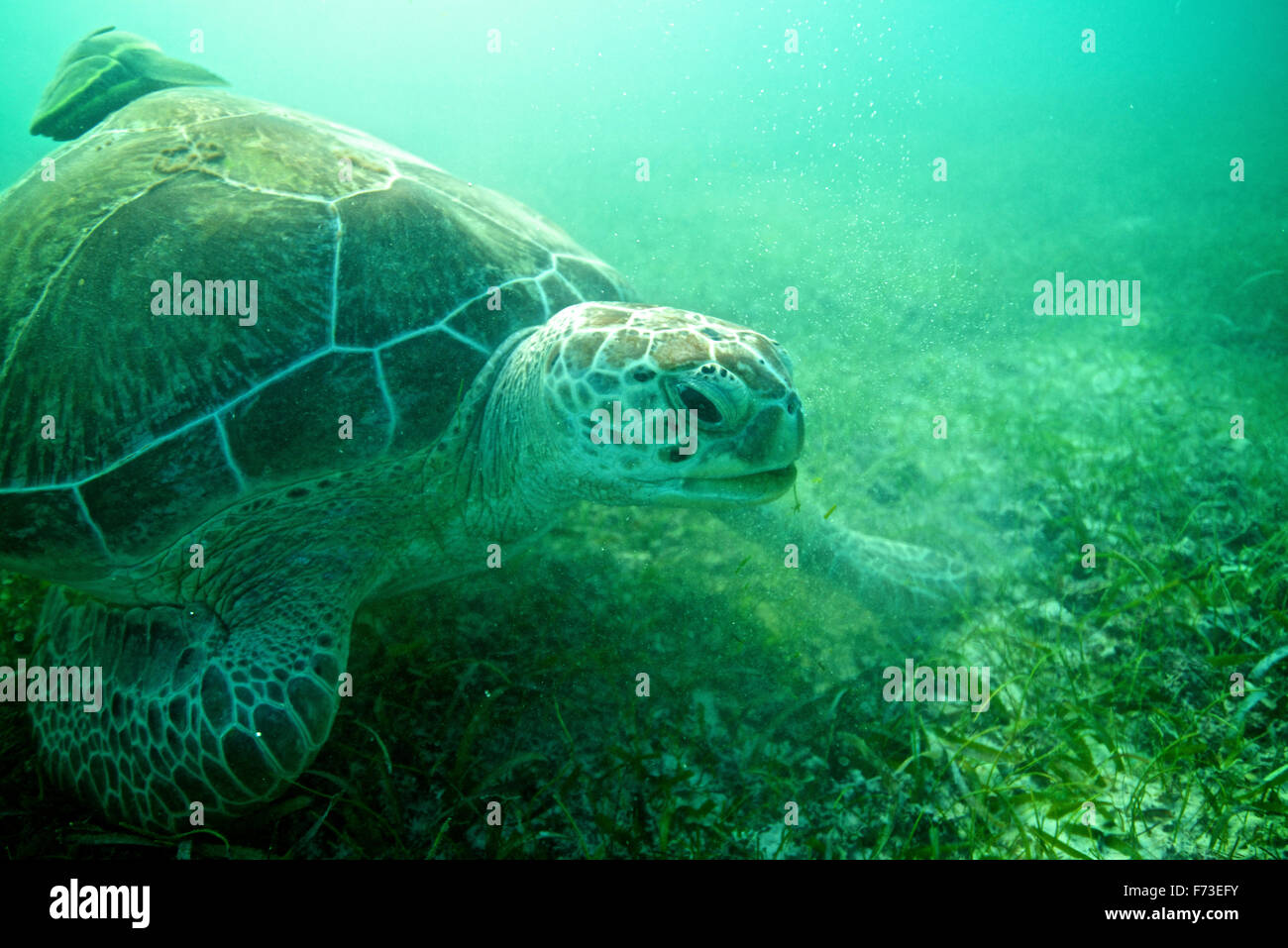 Sea turtle and remora underwater in Mexico Stock Photo - Alamy
