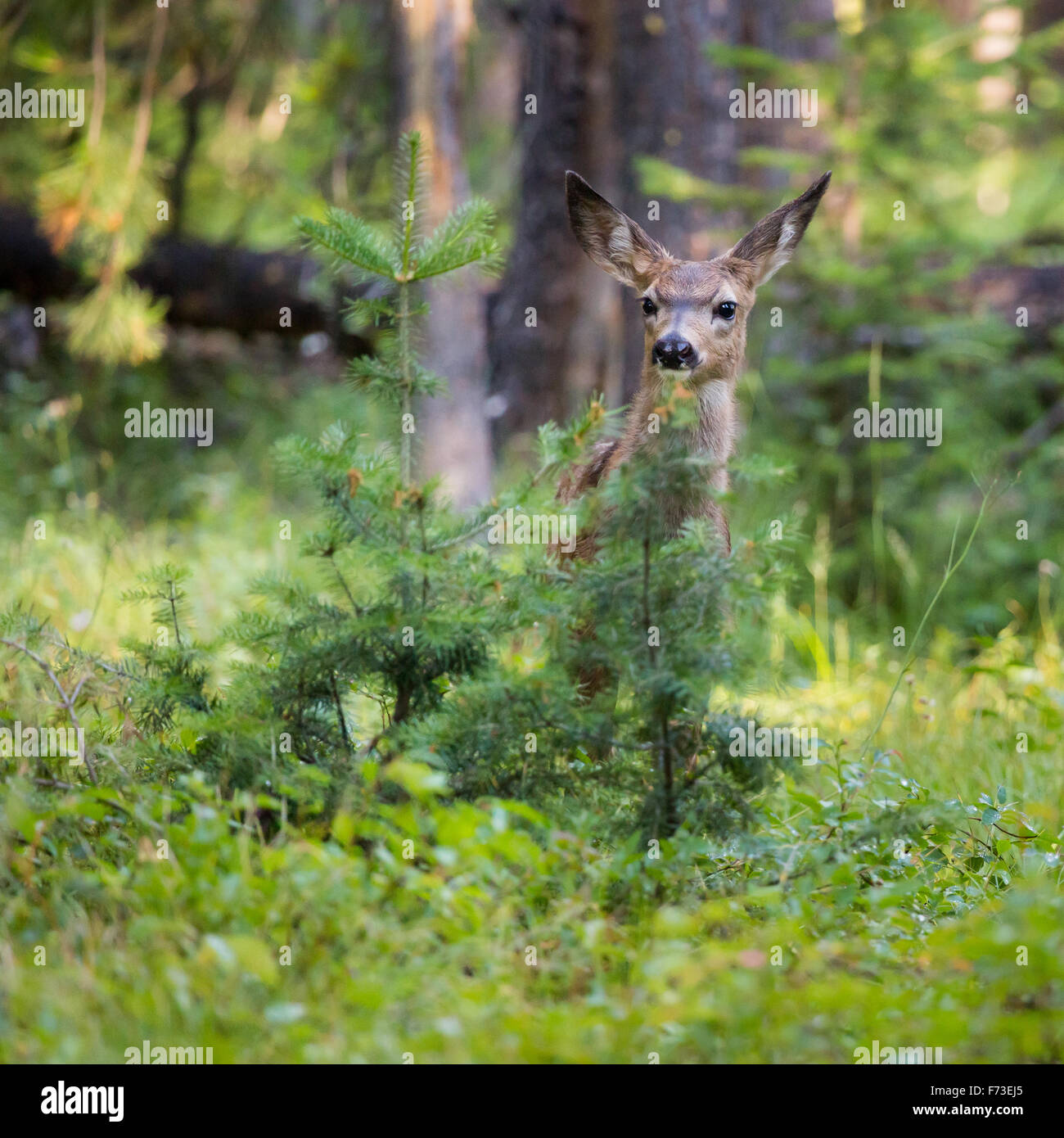 Fawn hiding forest hi-res stock photography and images - Alamy