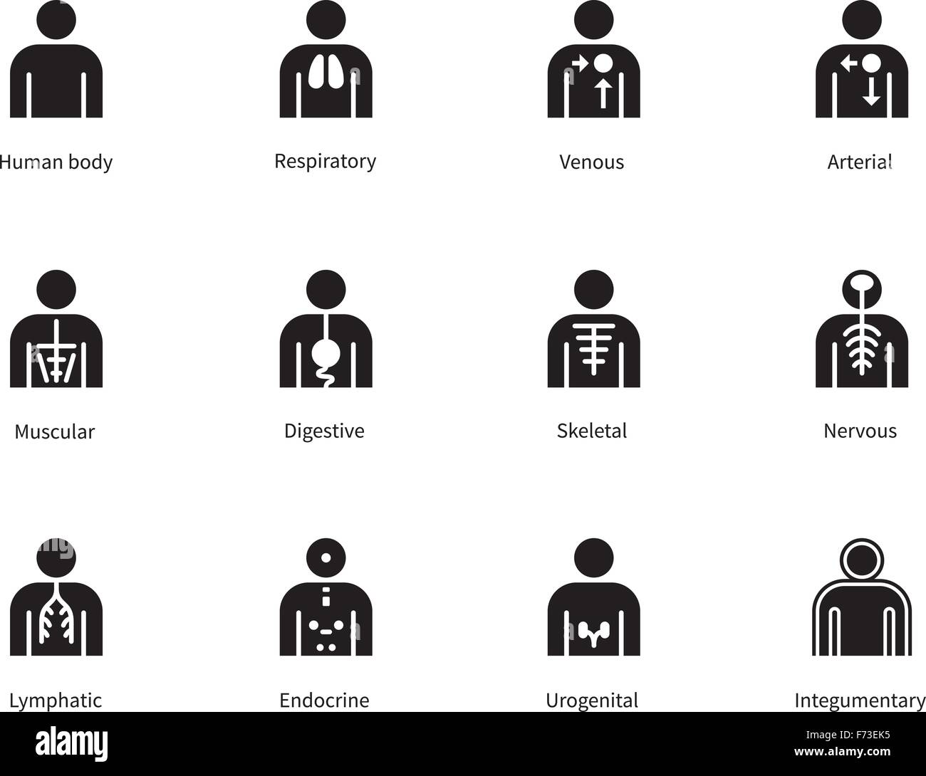 Human Body Systems icons on white background Stock Vector Image & Art ...
